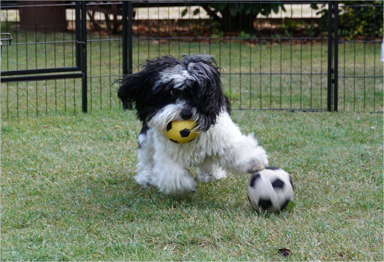 Vossi's BuLi 2025-26 - Saison 25/26 | kicktipp